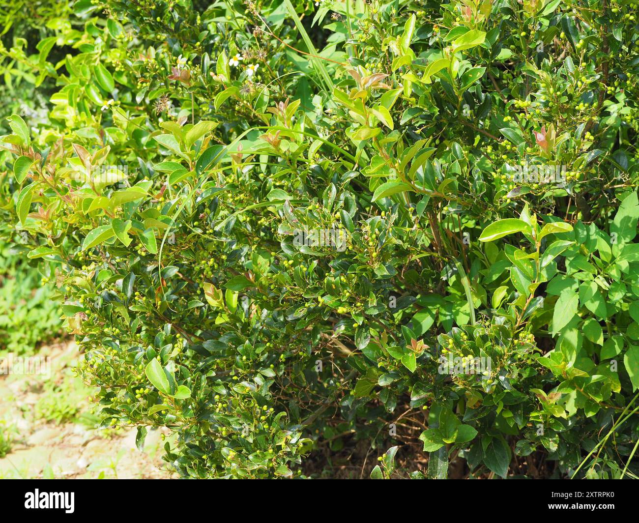 sapphire-berry (Symplocos paniculata) Plantae Stock Photo - Alamy