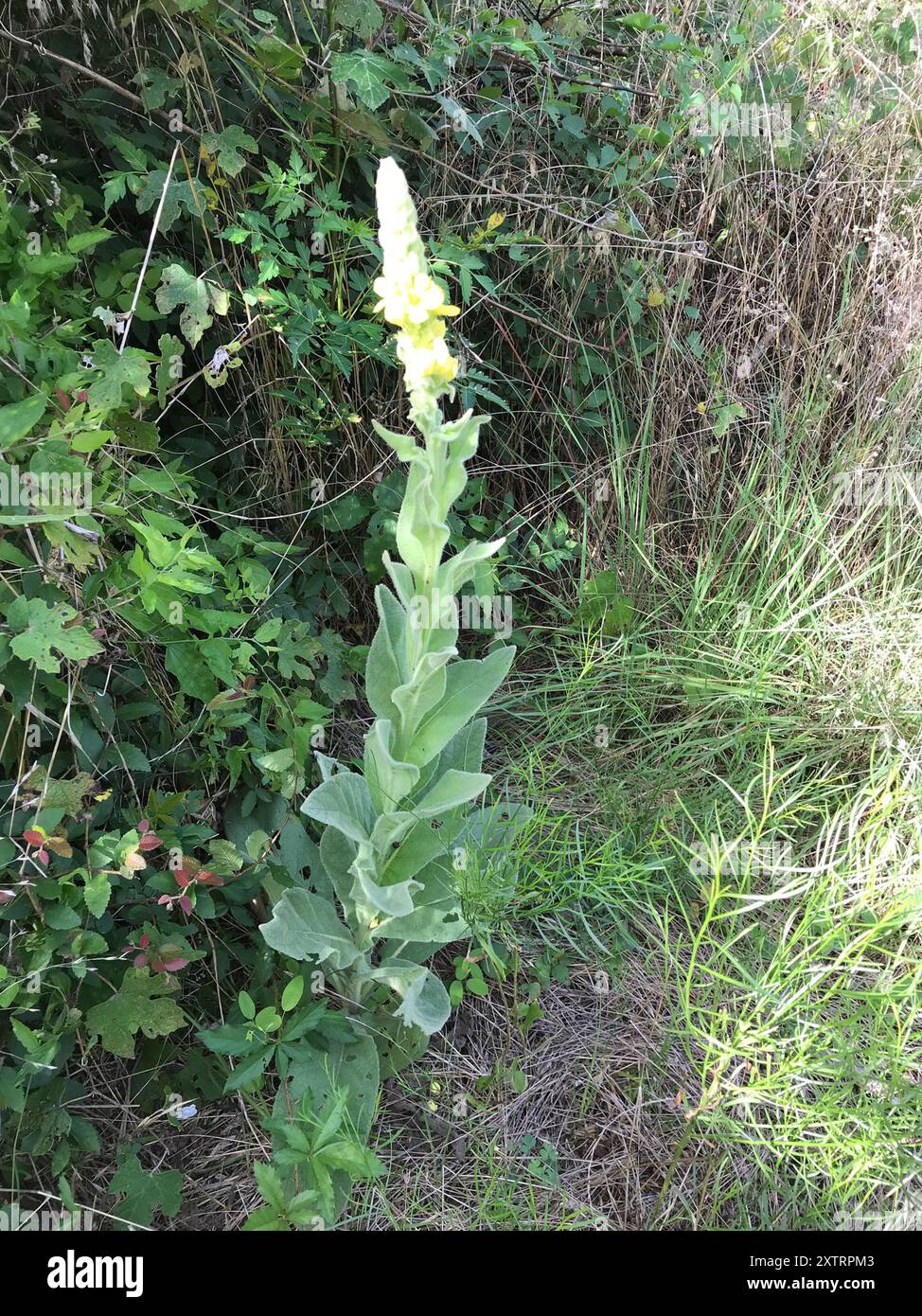great mullein (Verbascum thapsus) Plantae Stock Photo - Alamy
