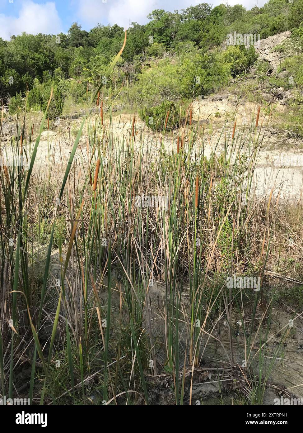 southern cattail (Typha domingensis) Plantae Stock Photo - Alamy