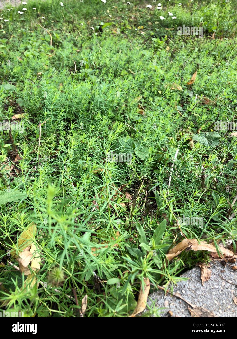 Lady's Bedstraw (Galium verum) Plantae Stock Photo - Alamy