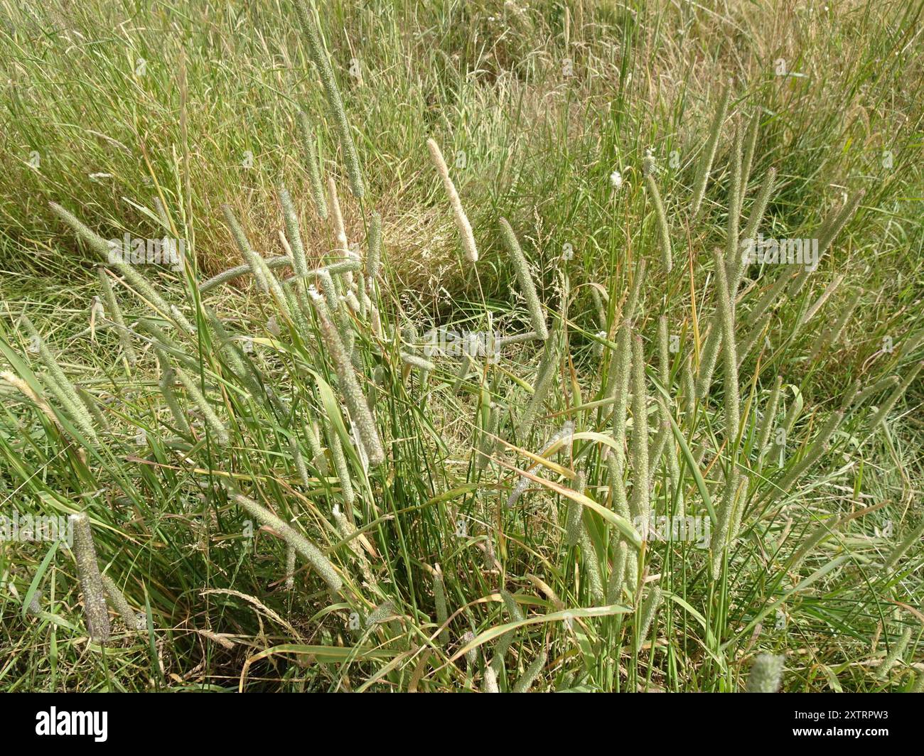 Timothy grass (Phleum pratense) Plantae Stock Photo - Alamy