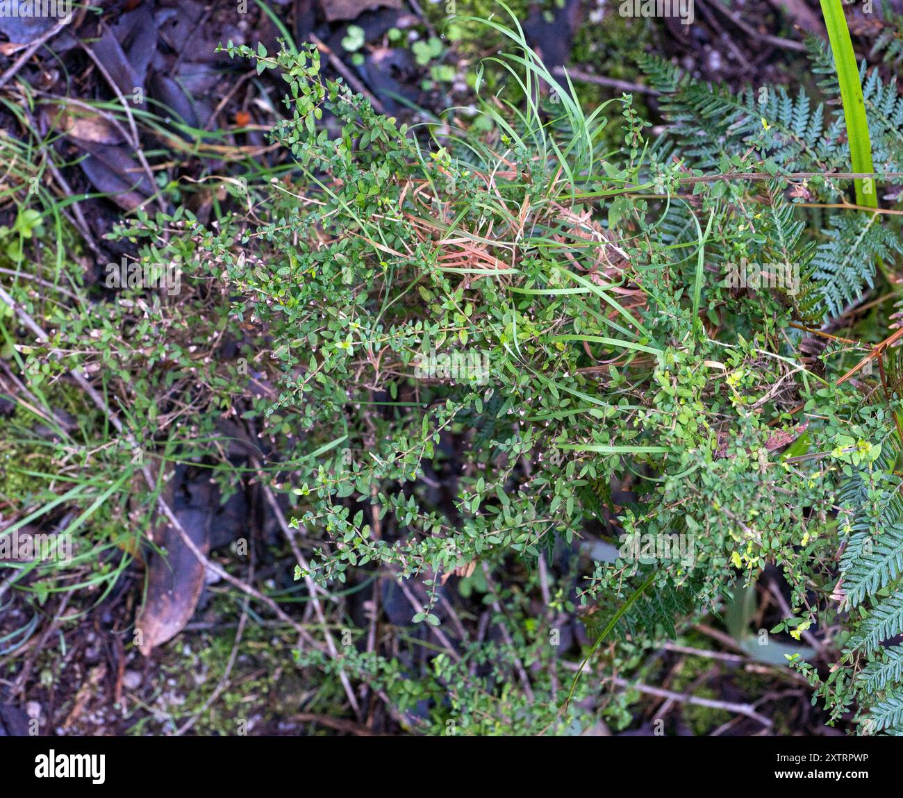 Prickly Currant-Bush (Coprosma quadrifida) Plantae Stock Photo - Alamy