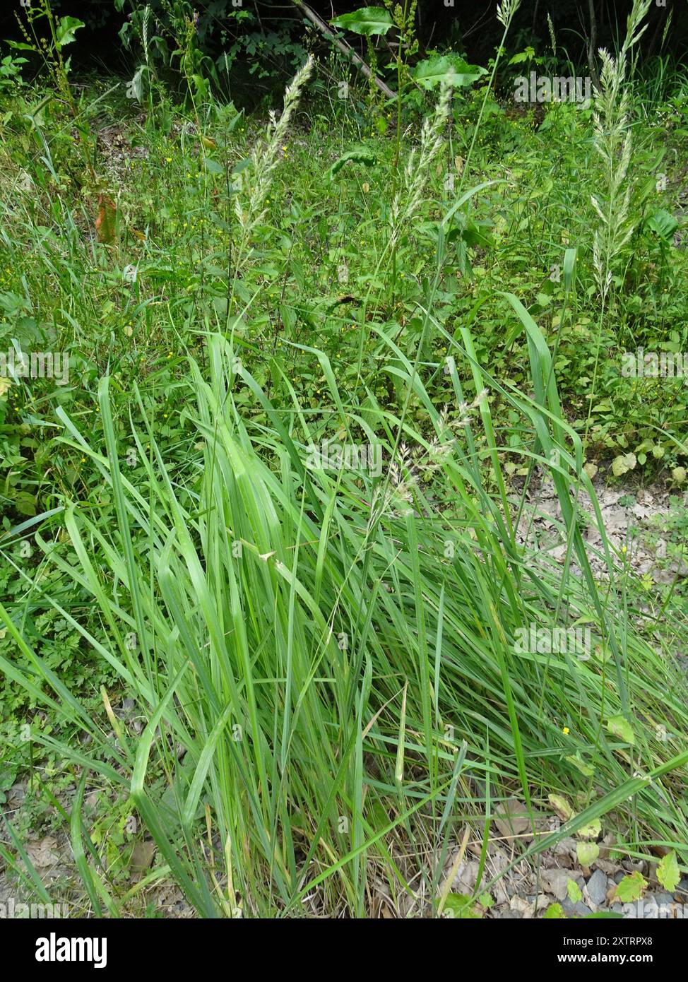 Bushgrass (Calamagrostis epigejos) Plantae Stock Photo - Alamy