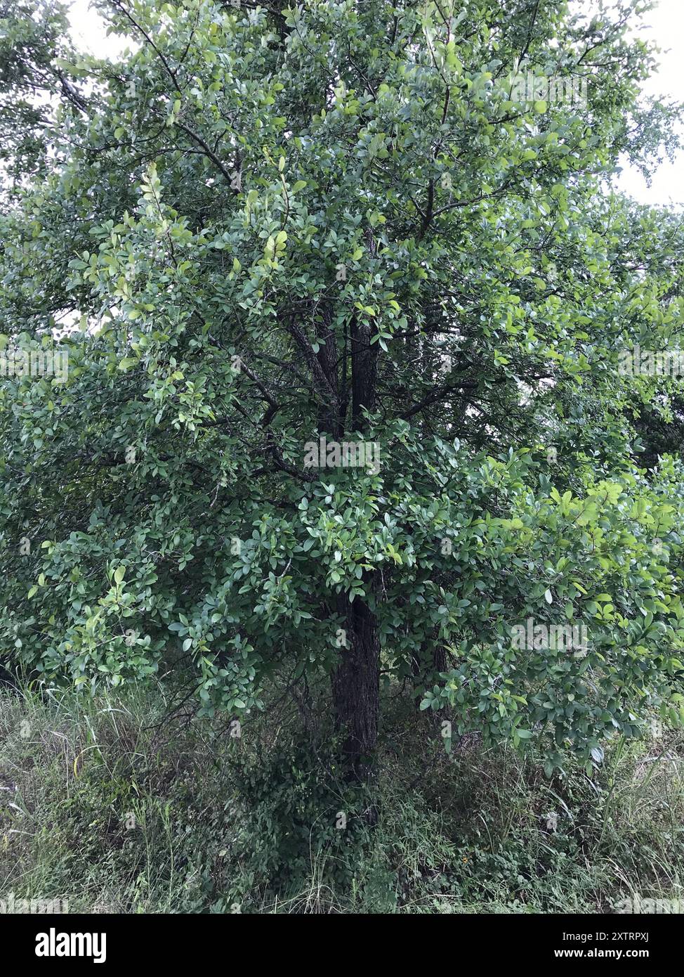 Cedar Elm (Ulmus crassifolia) Plantae Stock Photo - Alamy