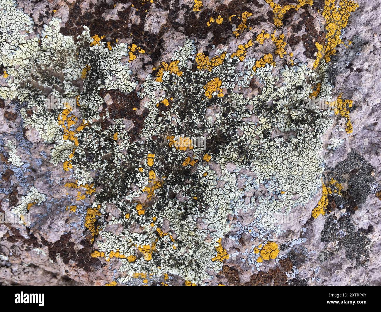 common lichens (Lecanoromycetes) Fungi Stock Photo - Alamy