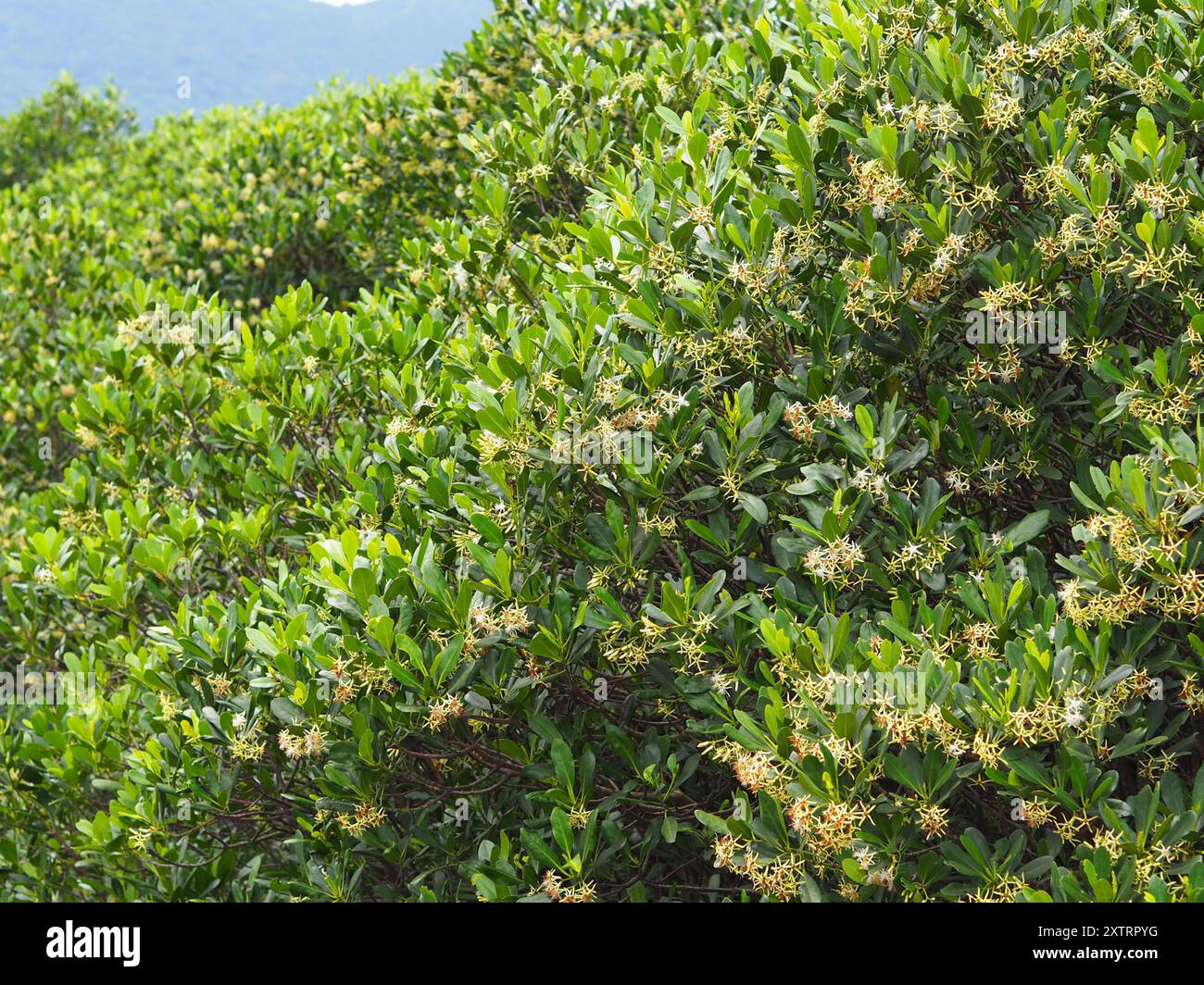 (Kandelia obovata) Plantae Stock Photo - Alamy