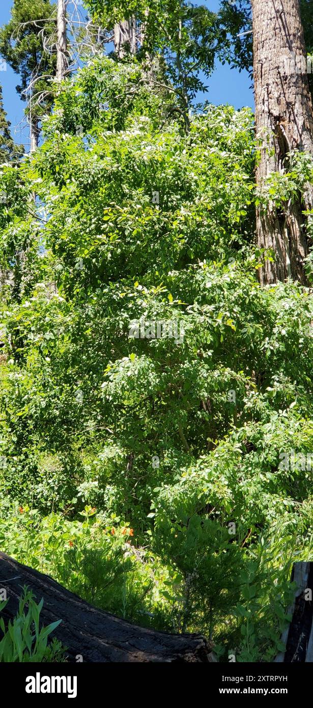 Shamel Ash (Fraxinus uhdei) Plantae Stock Photo - Alamy