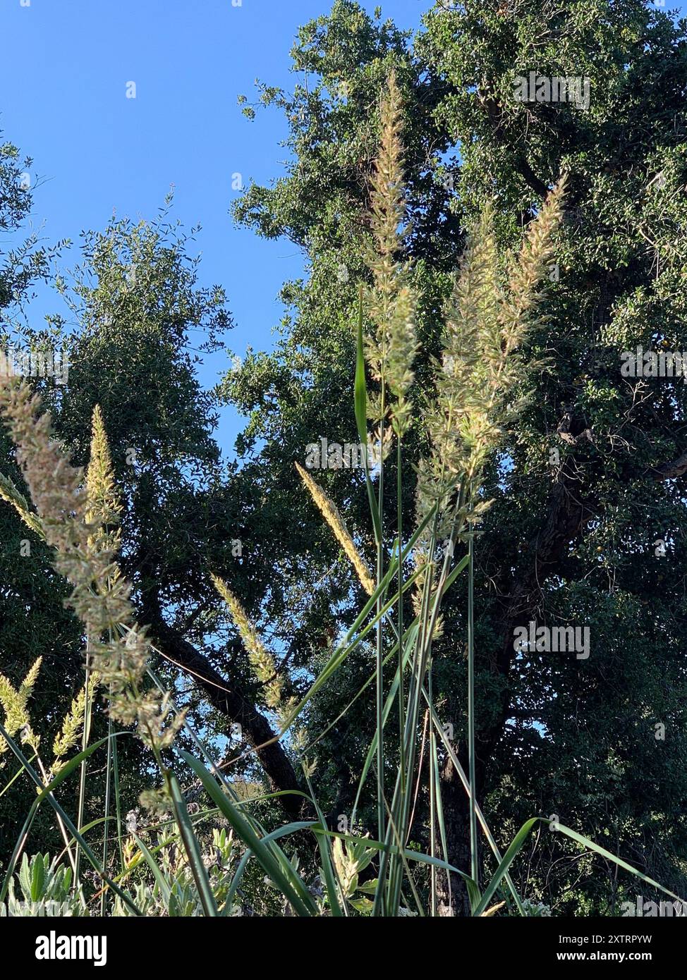 giant wild rye (Leymus condensatus) Plantae Stock Photo - Alamy