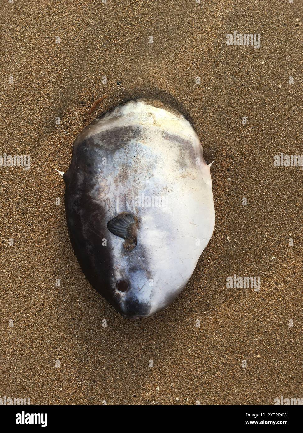 Common Mola (Mola mola) Actinopterygii Stock Photo - Alamy
