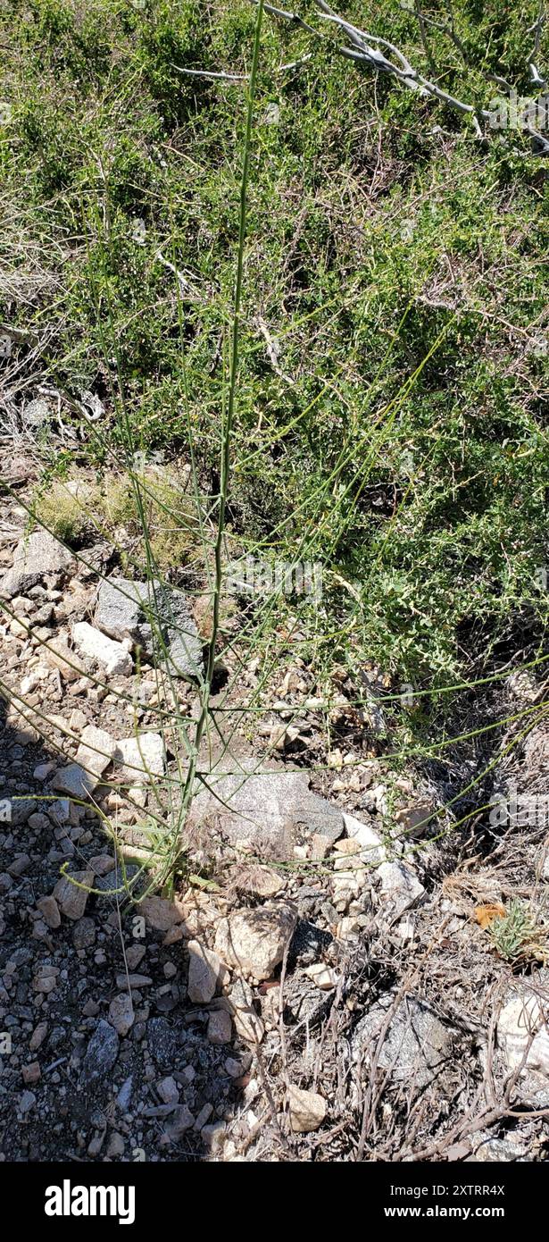 rod wirelettuce (Stephanomeria virgata) Plantae Stock Photo - Alamy