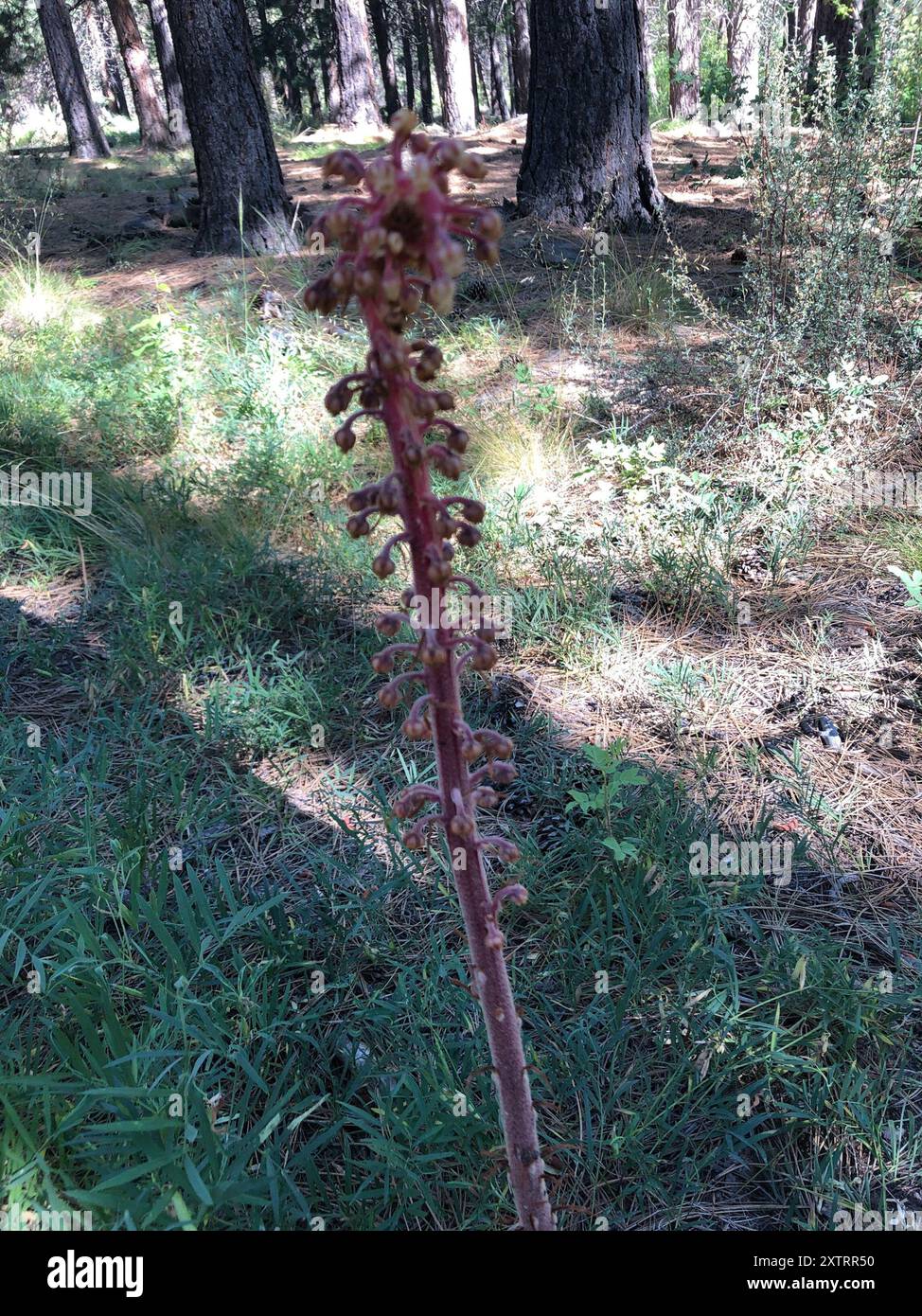 woodland pinedrops (Pterospora andromedea) Plantae Stock Photo - Alamy