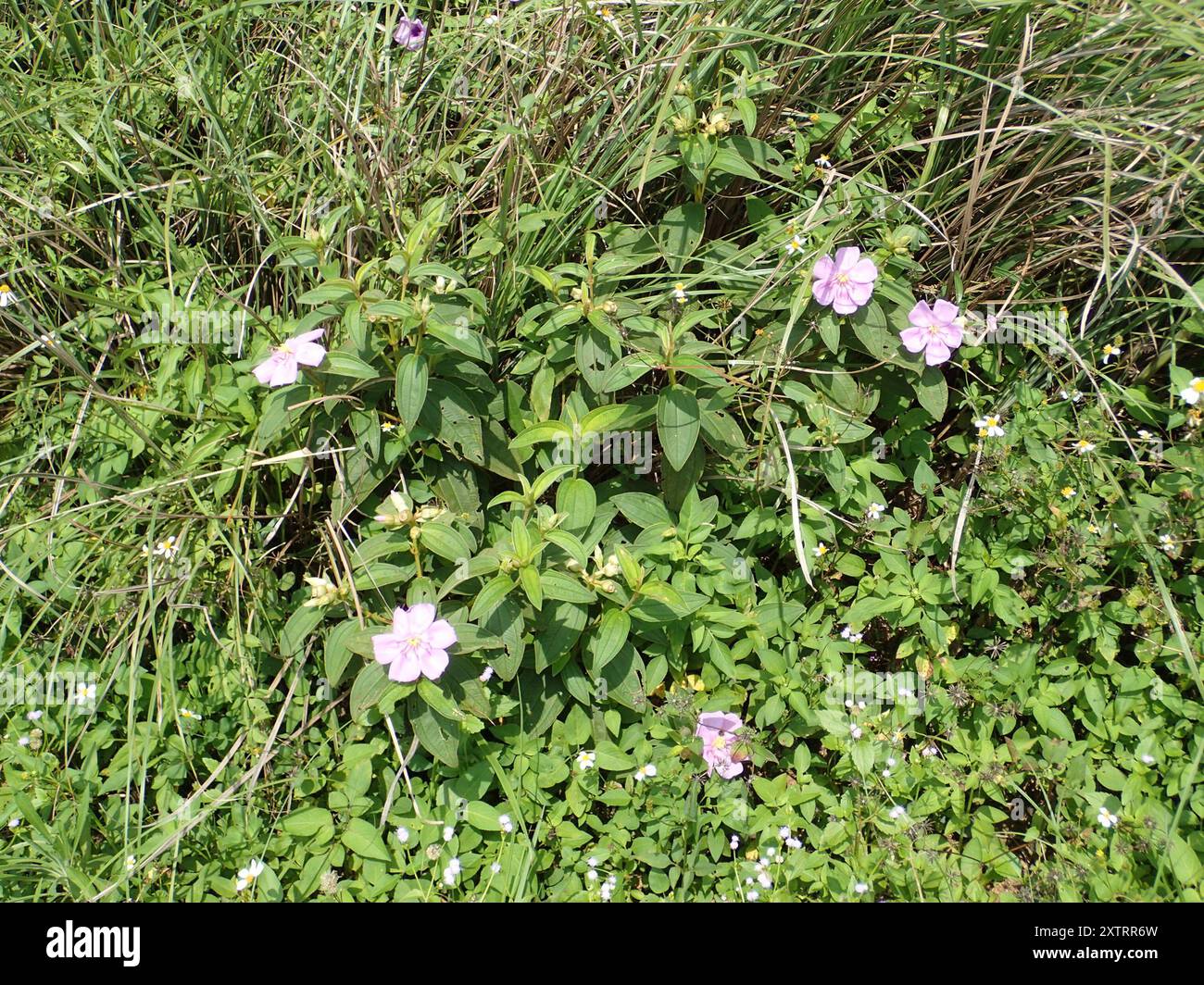 Common Melastoma (Melastoma candidum) Plantae Stock Photo - Alamy