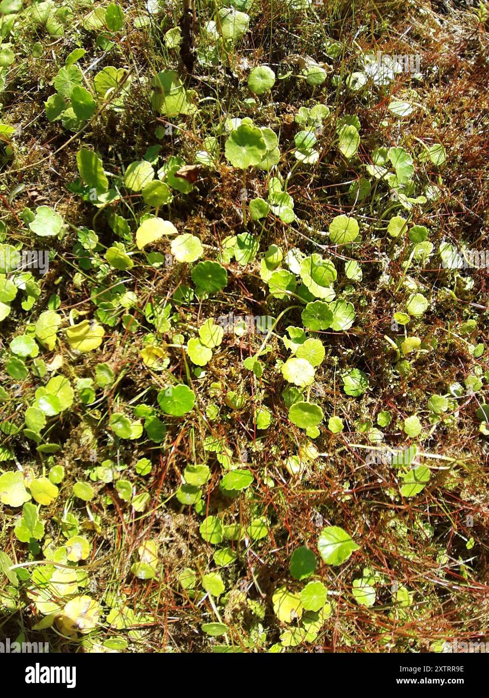 Marsh Pennywort (Hydrocotyle vulgaris) Plantae Stock Photo - Alamy