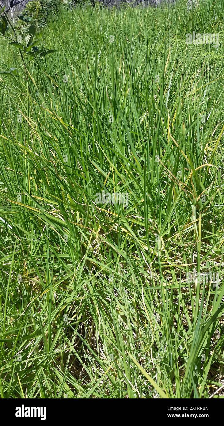 Kikuyu Grass (Cenchrus clandestinus) Plantae Stock Photo - Alamy