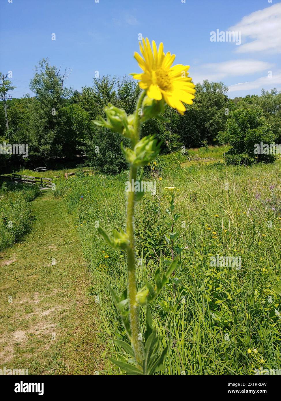 compass plant (Silphium laciniatum) Plantae Stock Photo - Alamy