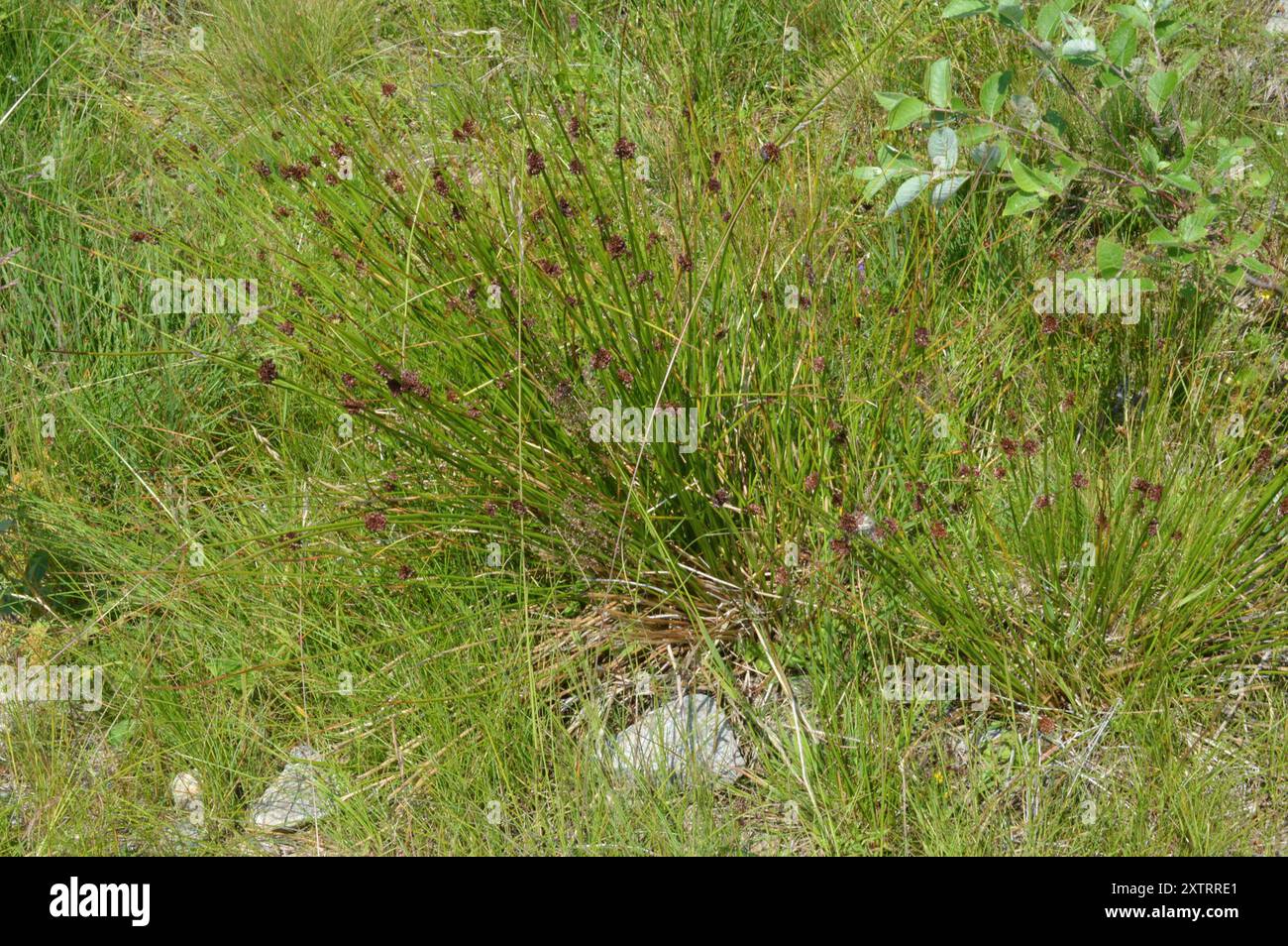 Compact rush juncus conglomeratus hi-res stock photography and images ...
