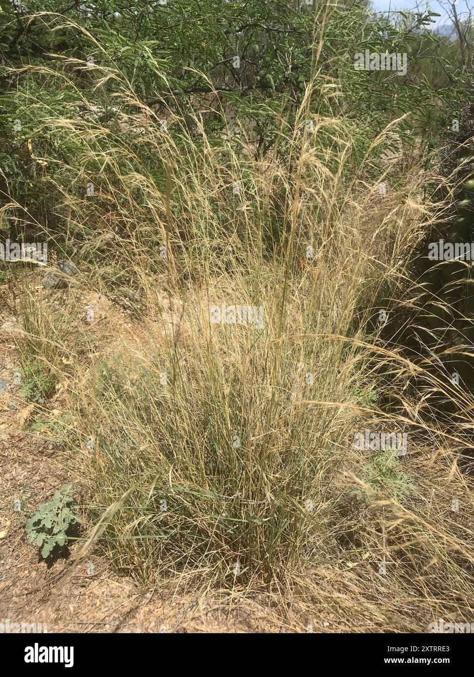 Purple Threeawn (Aristida purpurea) Plantae Stock Photo - Alamy