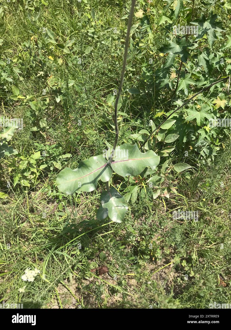 clasping milkweed (Asclepias amplexicaulis) Plantae Stock Photo - Alamy