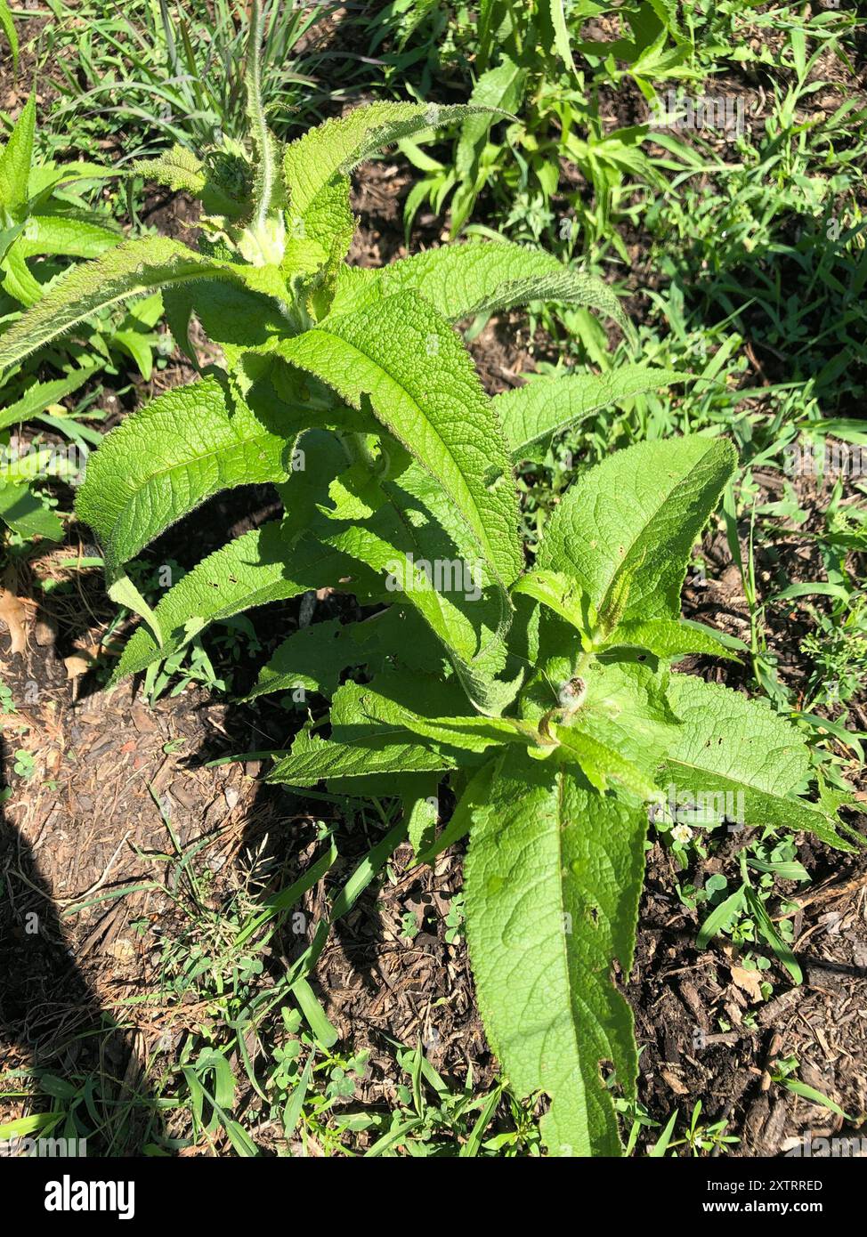 common boneset (Eupatorium perfoliatum) Plantae Stock Photo - Alamy