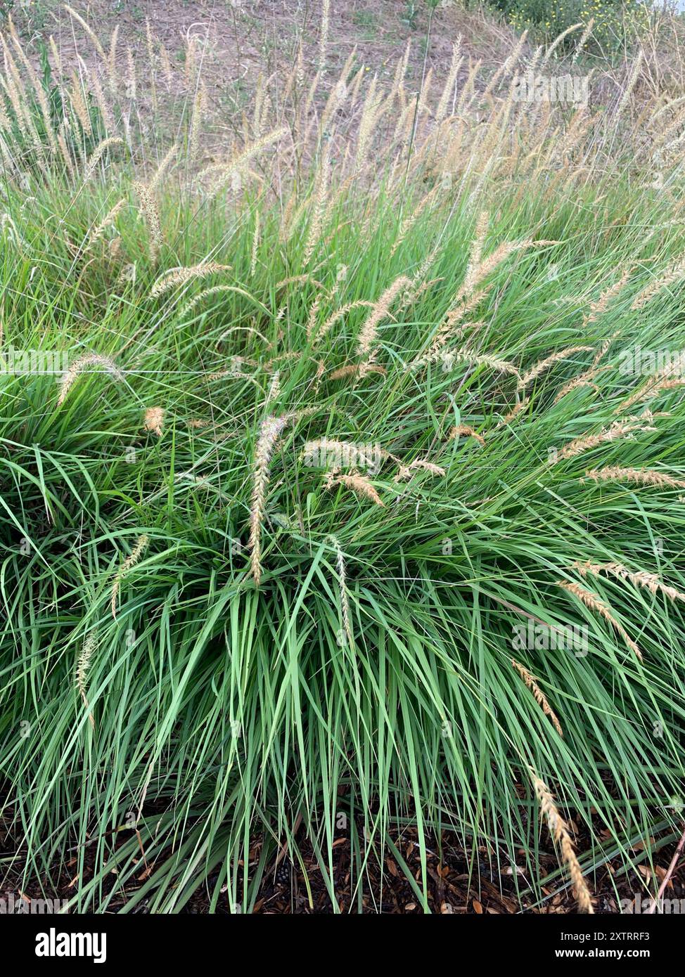 Fountain Grass (Cenchrus setaceus) Plantae Stock Photo - Alamy