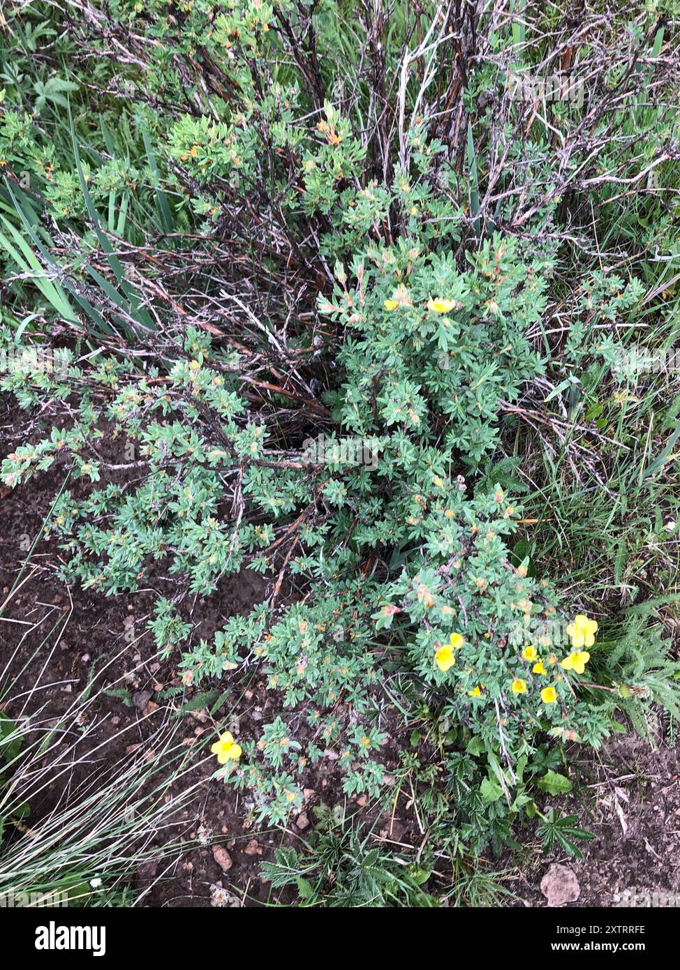 shrubby cinquefoil (Dasiphora fruticosa) Plantae Stock Photo - Alamy