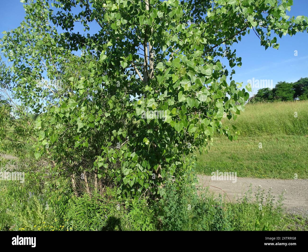 Eastern Cottonwood (Populus deltoides) Plantae Stock Photo - Alamy