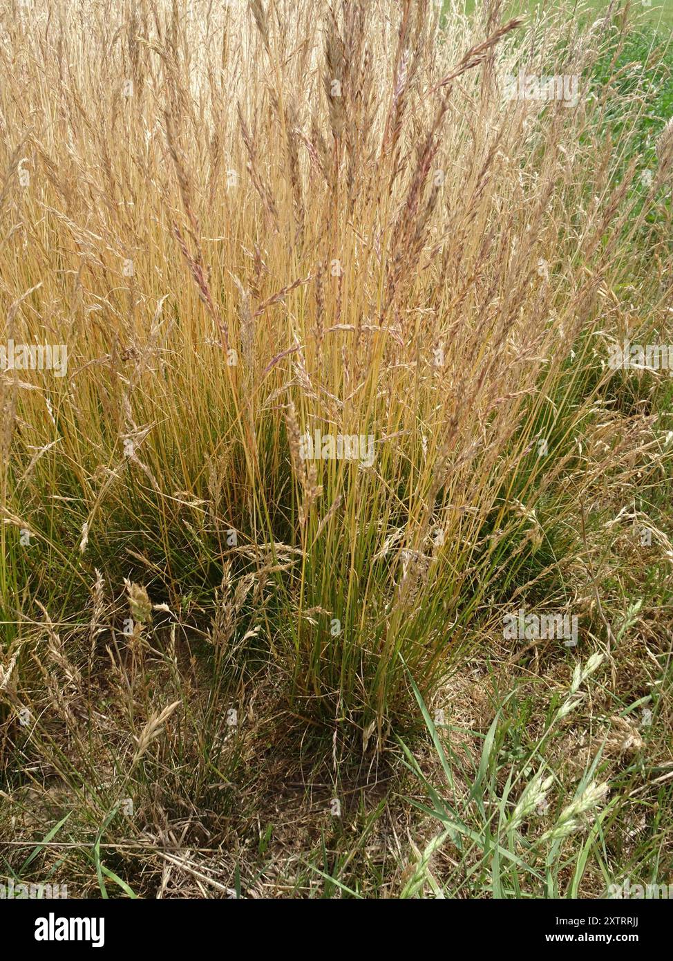 Chewings fescue hi-res stock photography and images - Alamy