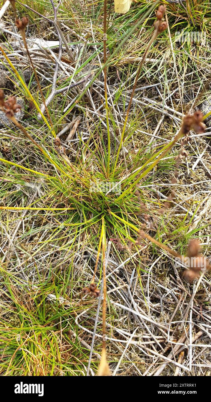 heath rush (Juncus squarrosus) Plantae Stock Photo - Alamy