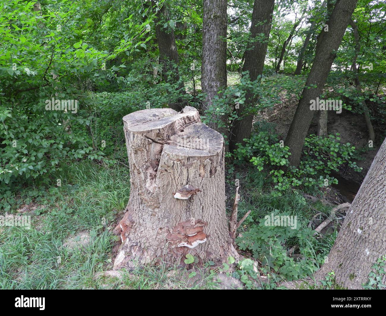 southern bracket (Ganoderma australe) Fungi Stock Photo - Alamy