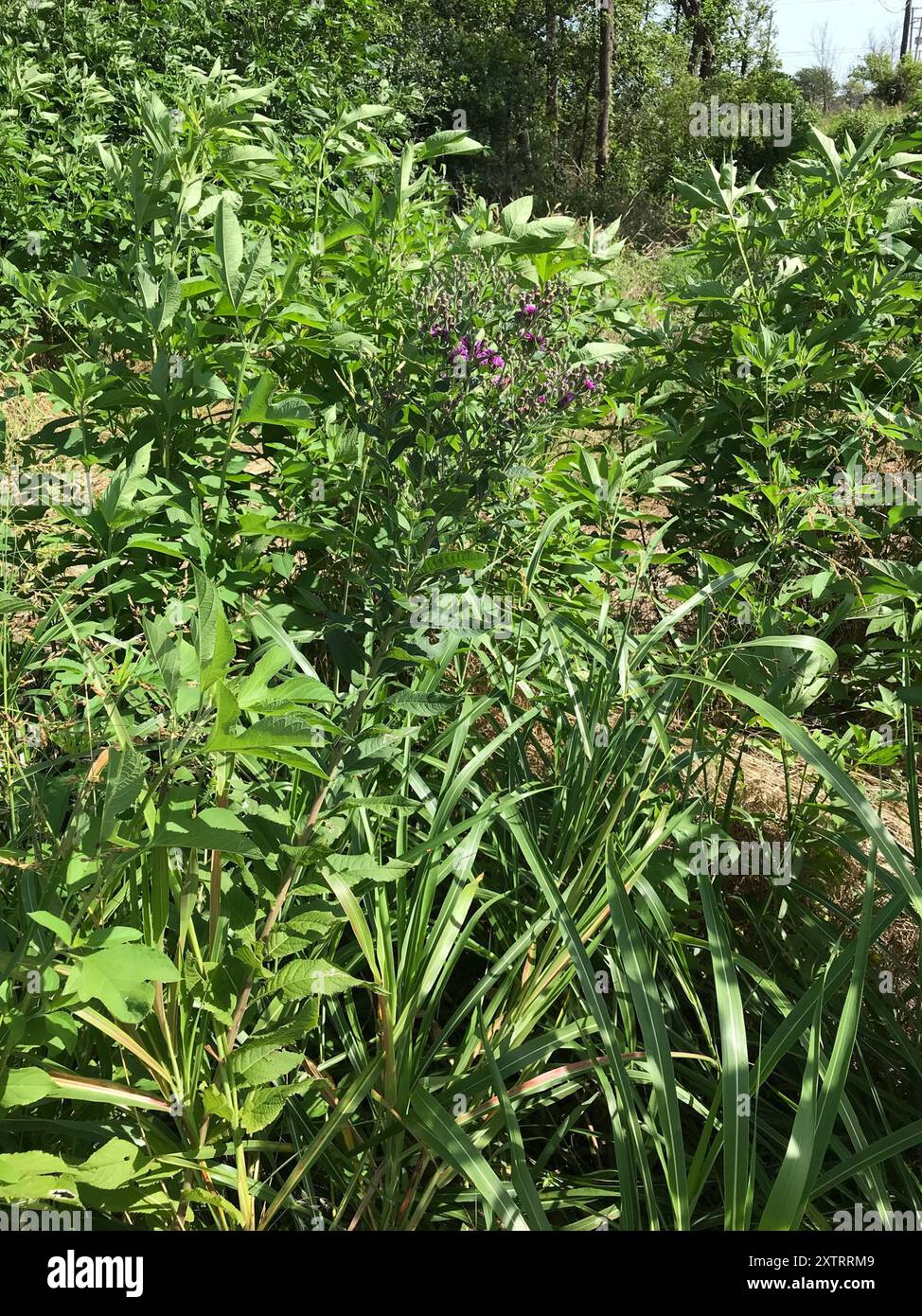 Western Ironweed (Vernonia baldwinii) Plantae Stock Photo - Alamy