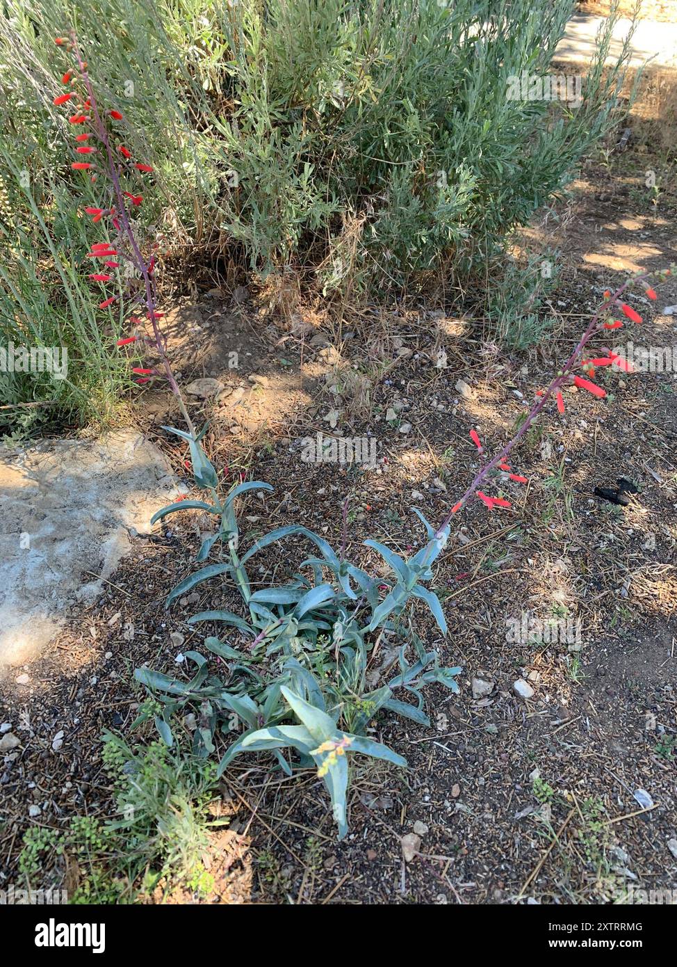 scarlet bugler (Penstemon centranthifolius) Plantae Stock Photo - Alamy