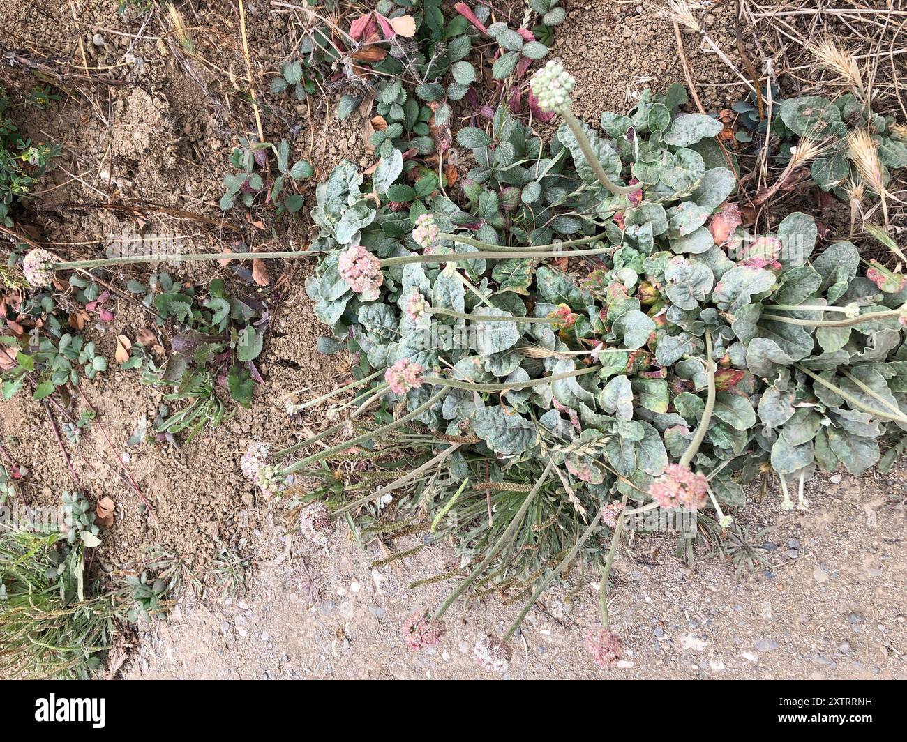 Seaside Buckwheat (Eriogonum latifolium) Plantae Stock Photo - Alamy