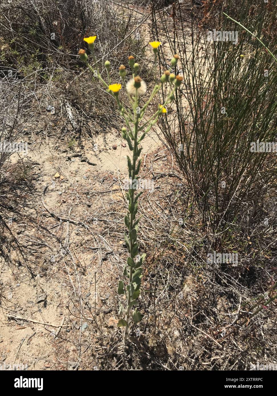 Telegraphweed (Heterotheca grandiflora) Plantae Stock Photo - Alamy