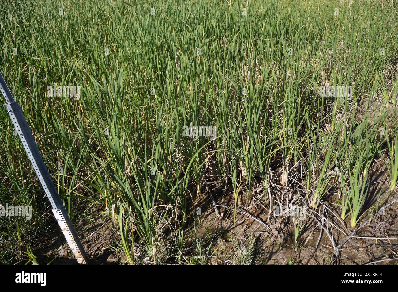 grasses, sedges, cattails, and allies (Poales) Plantae Stock Photo - Alamy
