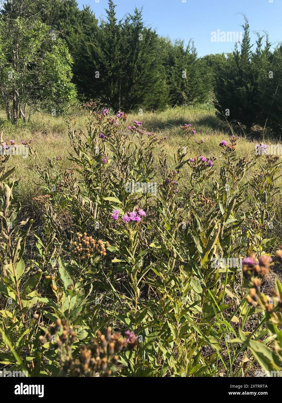 Western Ironweed (Vernonia baldwinii) Plantae Stock Photo - Alamy