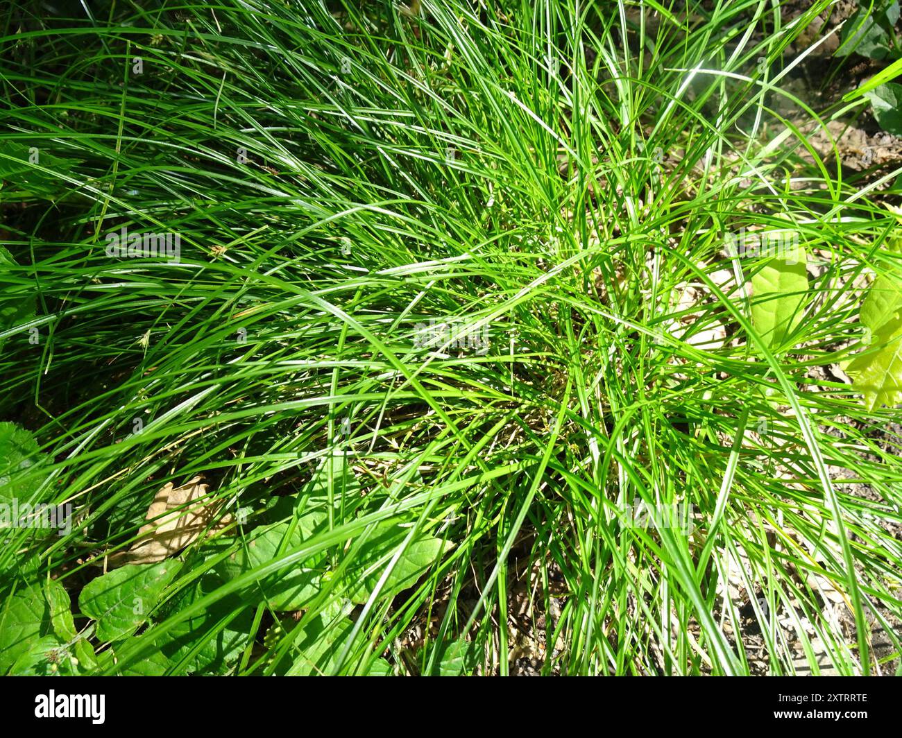 Remote Sedge (Carex remota) Plantae Stock Photo - Alamy