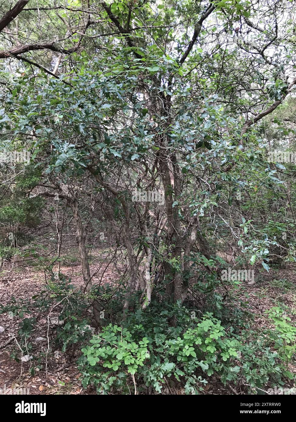 White Shin Oak (Quercus sinuata breviloba) Plantae Stock Photo - Alamy