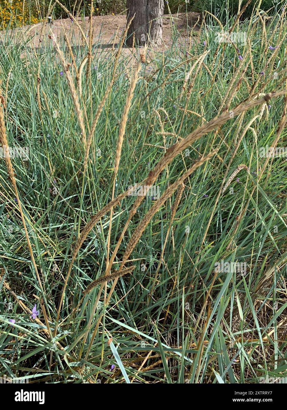 grasses (Poaceae) Plantae Stock Photo - Alamy