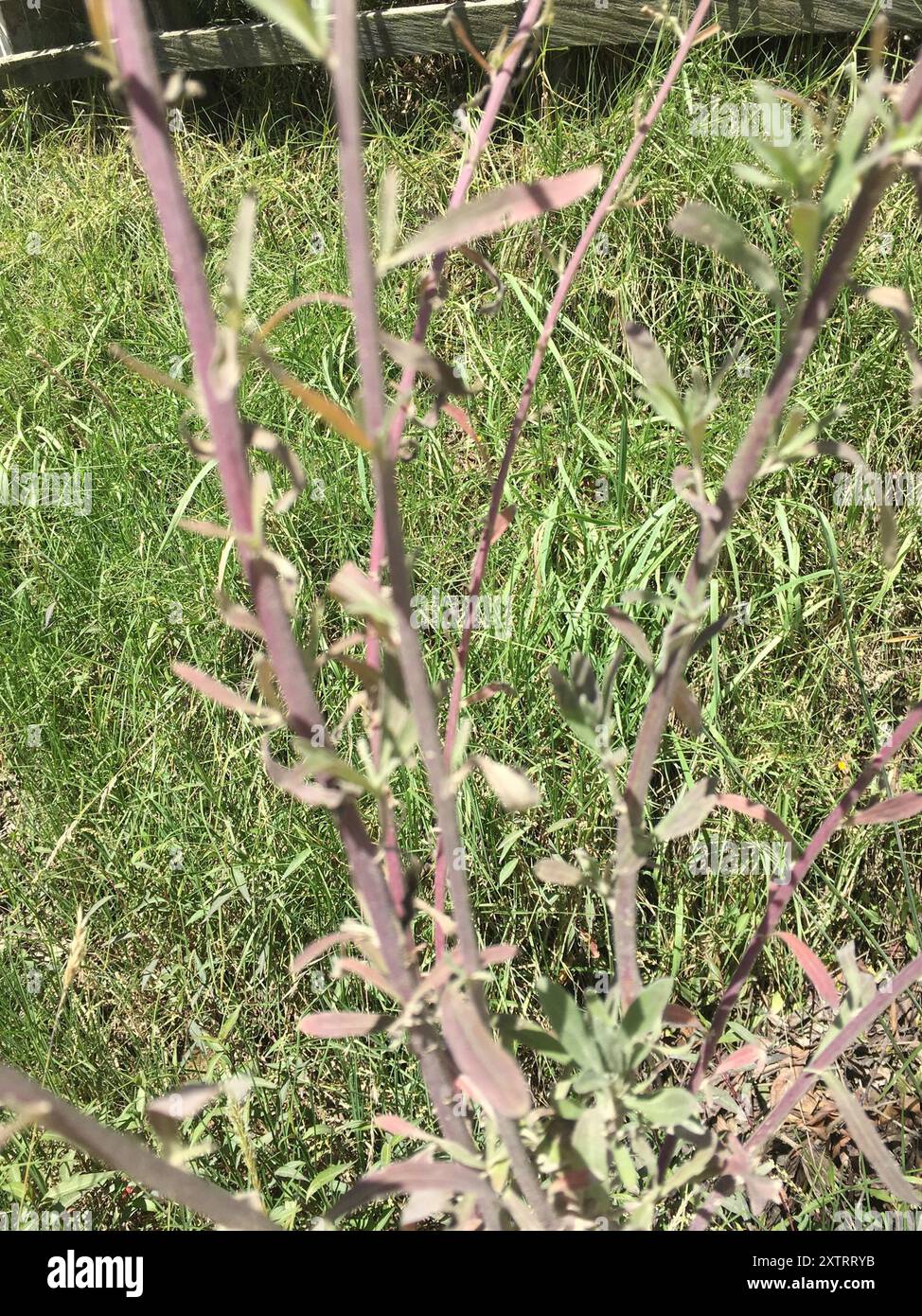 Madagascar Ragwort (Senecio madagascariensis) Plantae Stock Photo - Alamy