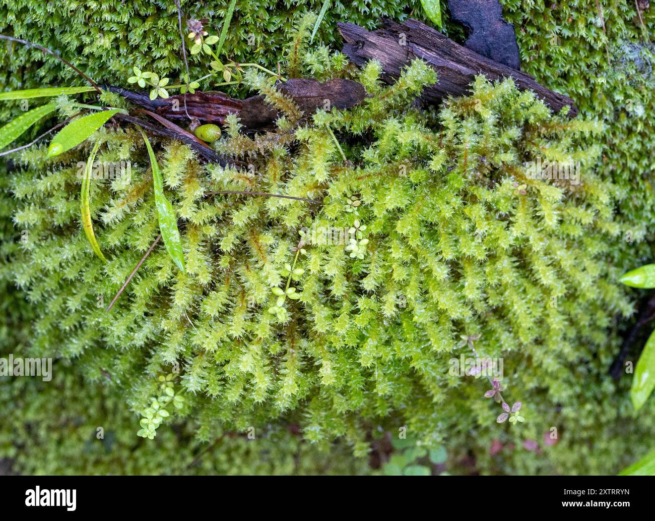 pipe-cleaner moss (Ptychomnion aciculare) Plantae Stock Photo - Alamy