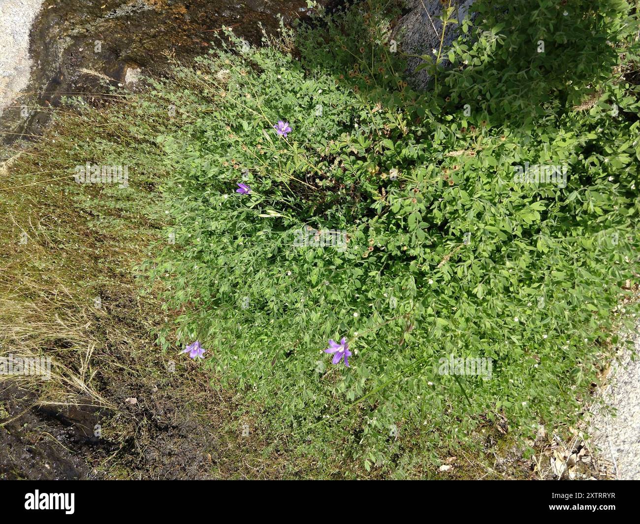 vascular plants (Tracheophyta) Plantae Stock Photo - Alamy
