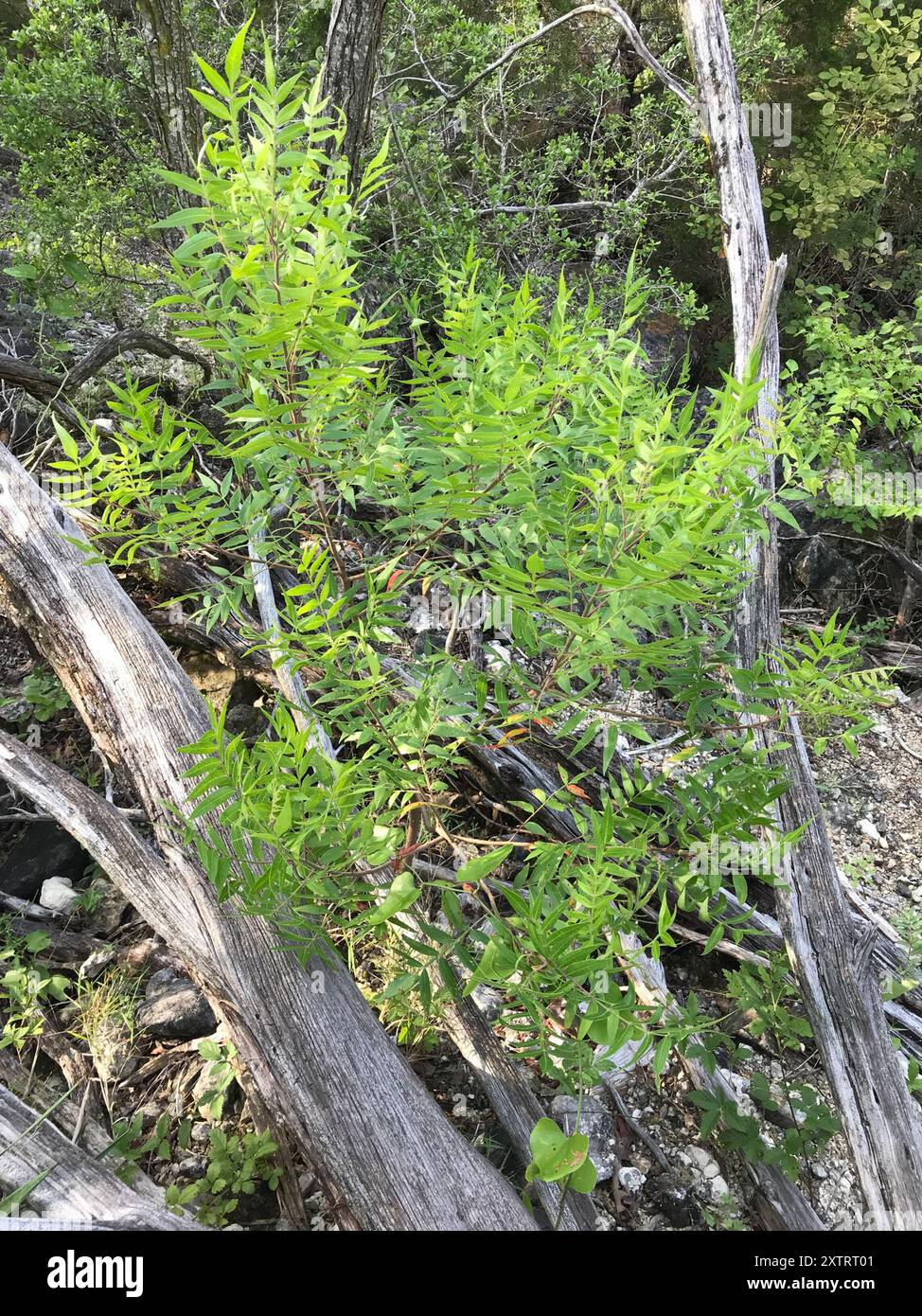 Prairie flameleaf sumac (Rhus lanceolata) Plantae Stock Photo - Alamy