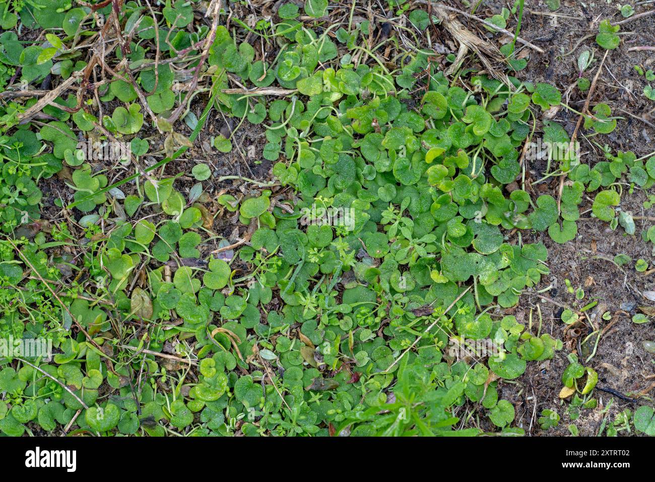 kidney weed (Dichondra repens) Plantae Stock Photo - Alamy