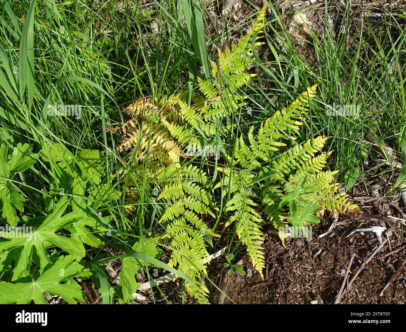 common bracken (Pteridium aquilinum) Plantae Stock Photo - Alamy