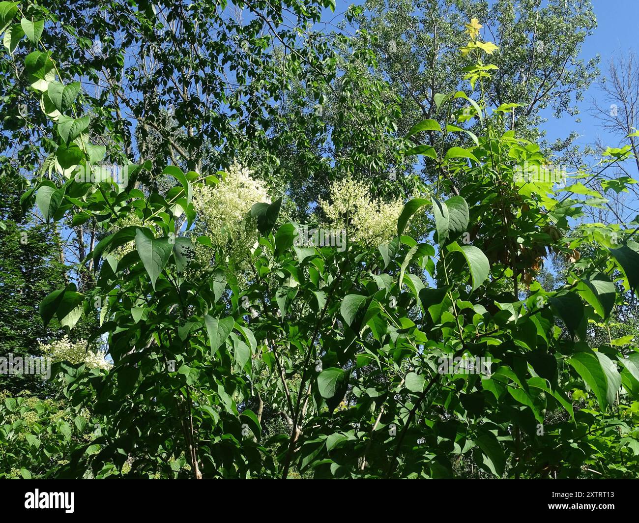 Japanese Tree Lilac (Syringa reticulata) Plantae Stock Photo - Alamy
