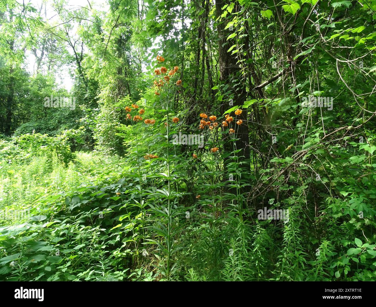 Michigan lily (Lilium michiganense) Plantae Stock Photo - Alamy