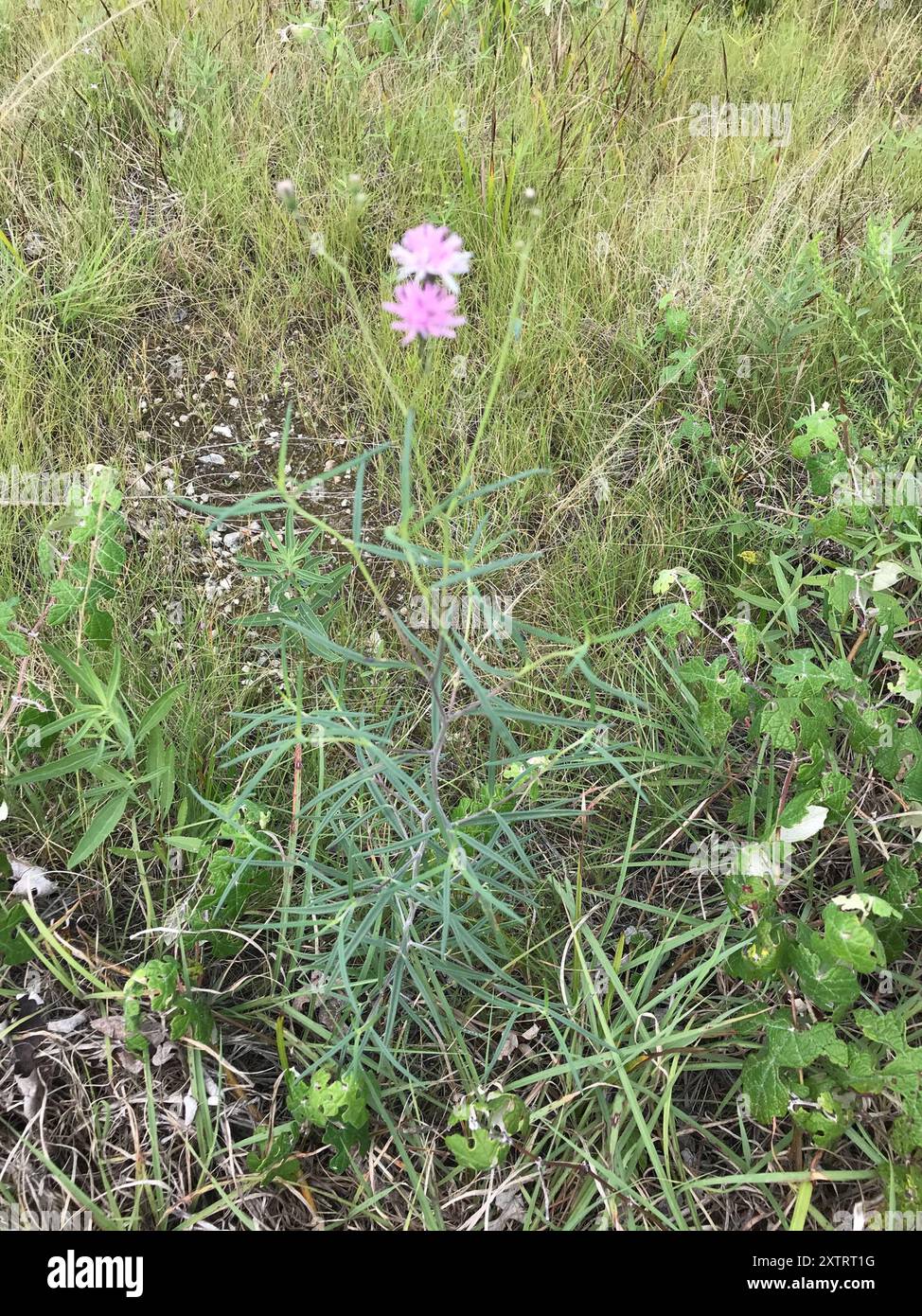 Small Palafox (Palafoxia callosa) Plantae Stock Photo - Alamy