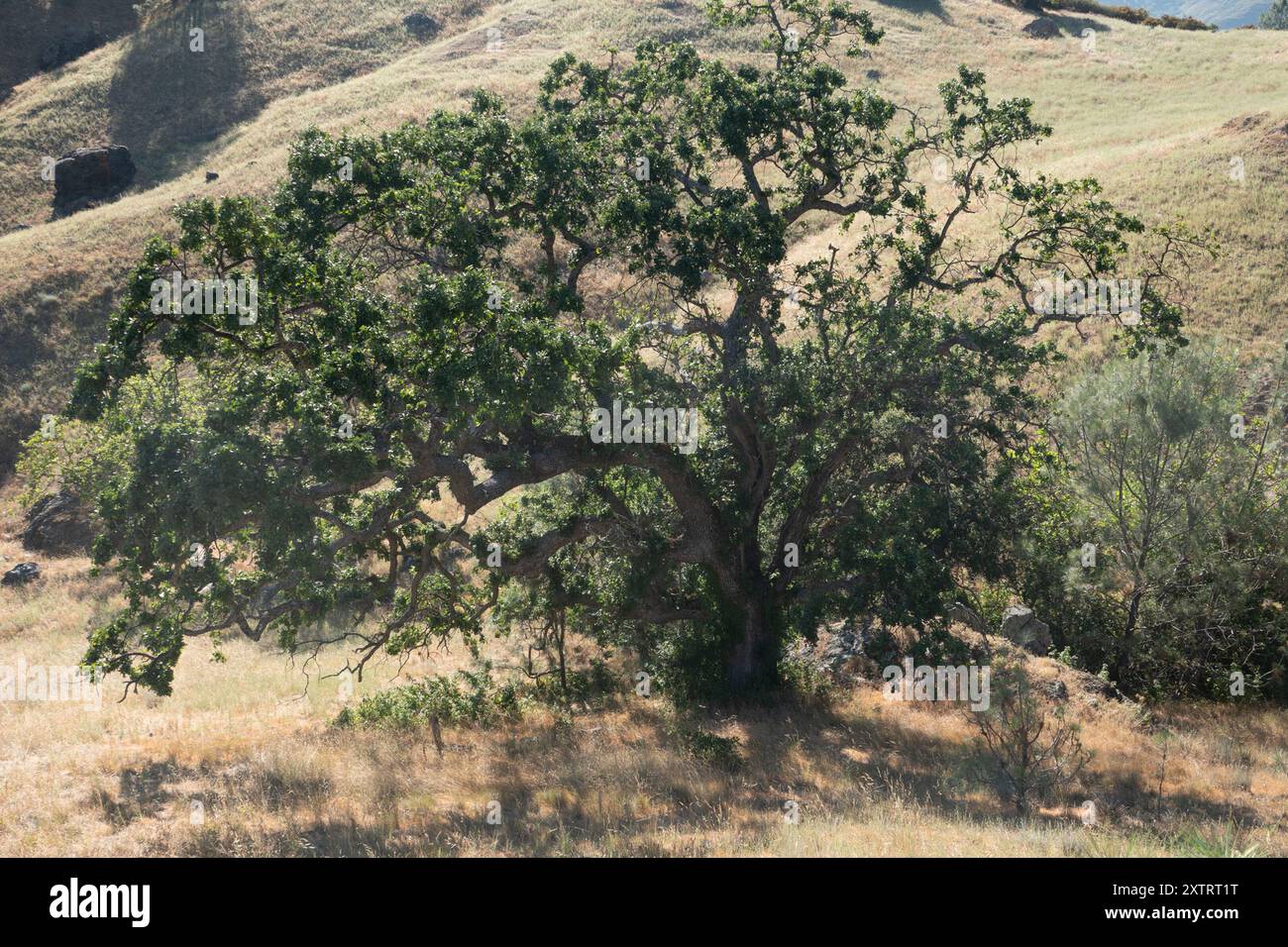 valley oak (Quercus lobata) Plantae Stock Photo - Alamy