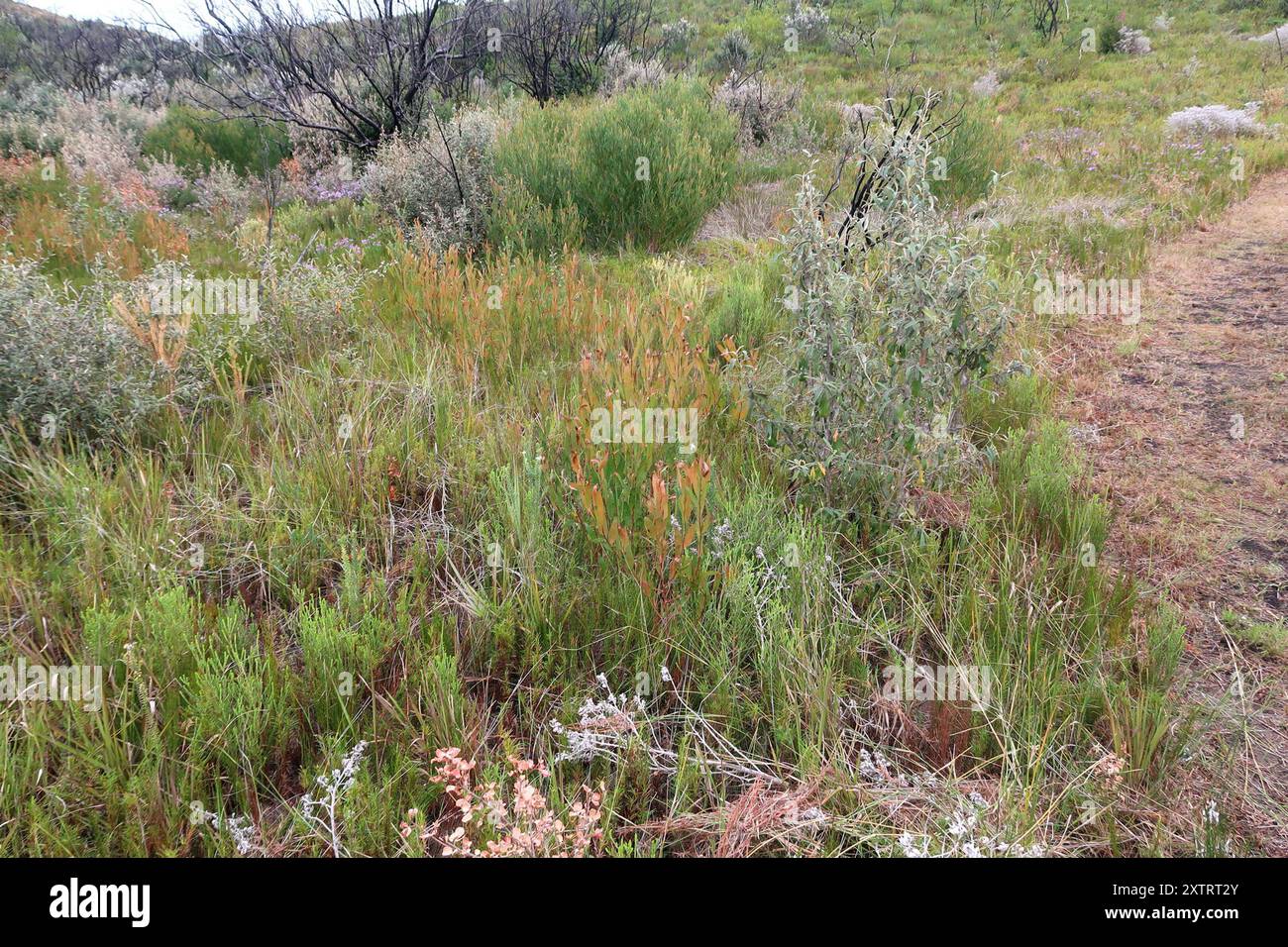 western coastal wattle (Acacia cyclops) Plantae Stock Photo - Alamy