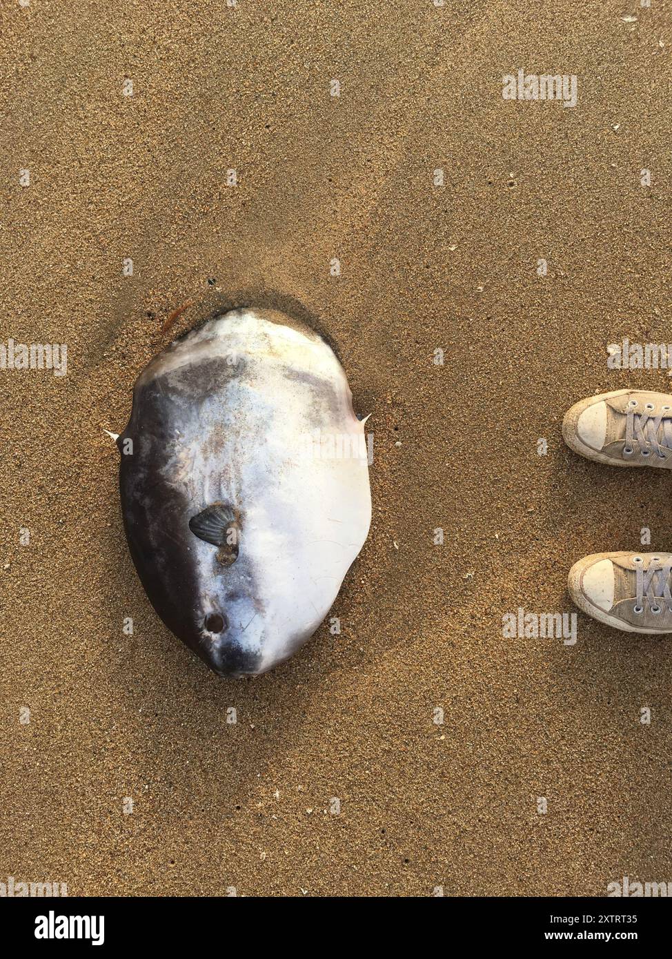 Common Mola (Mola mola) Actinopterygii Stock Photo - Alamy
